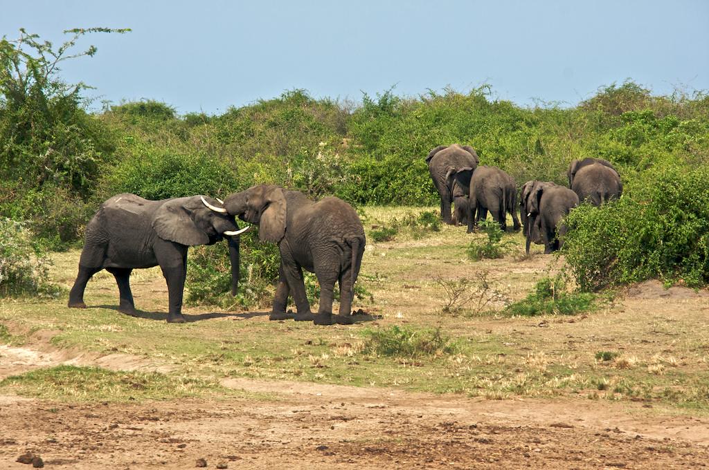 Queen Elizabeth National Park-Wildlife Safaris Queen Elizabeth