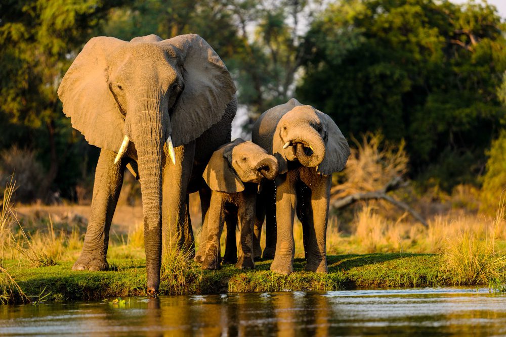 3 Days Wildlife Safari Queen Elizabeth National Park Uganda