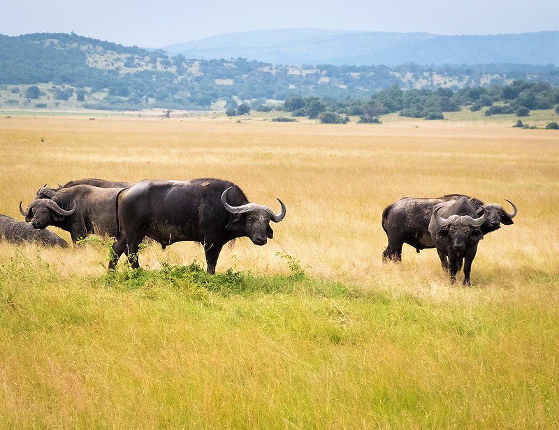 Akagera National Park, Rwanda Safari Park