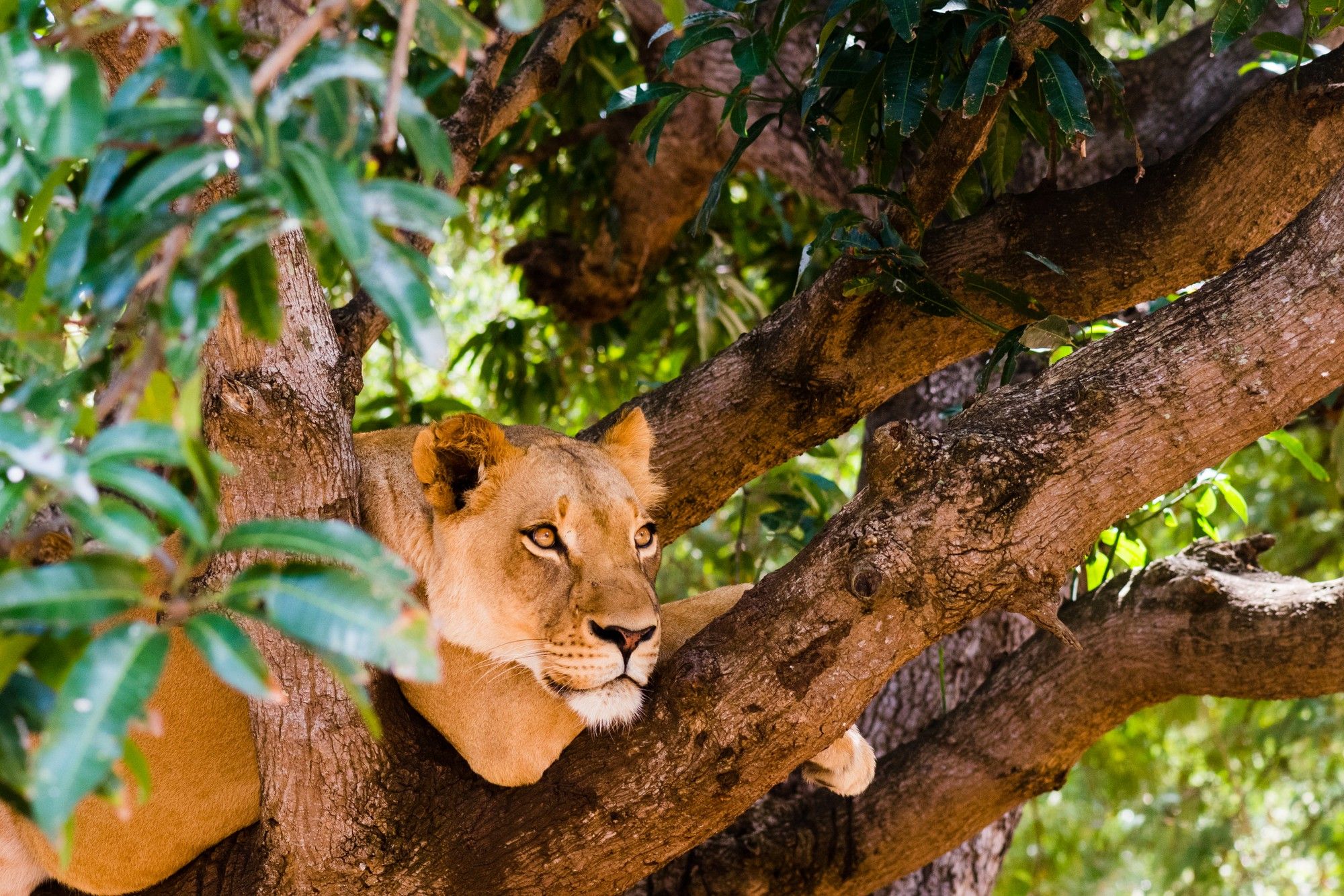 Queen Elizabeth National Park-Wildlife Safaris Queen Elizabeth