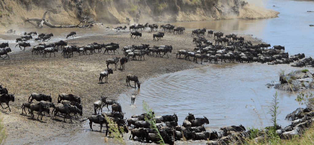 Wildebeest Migration in Africa