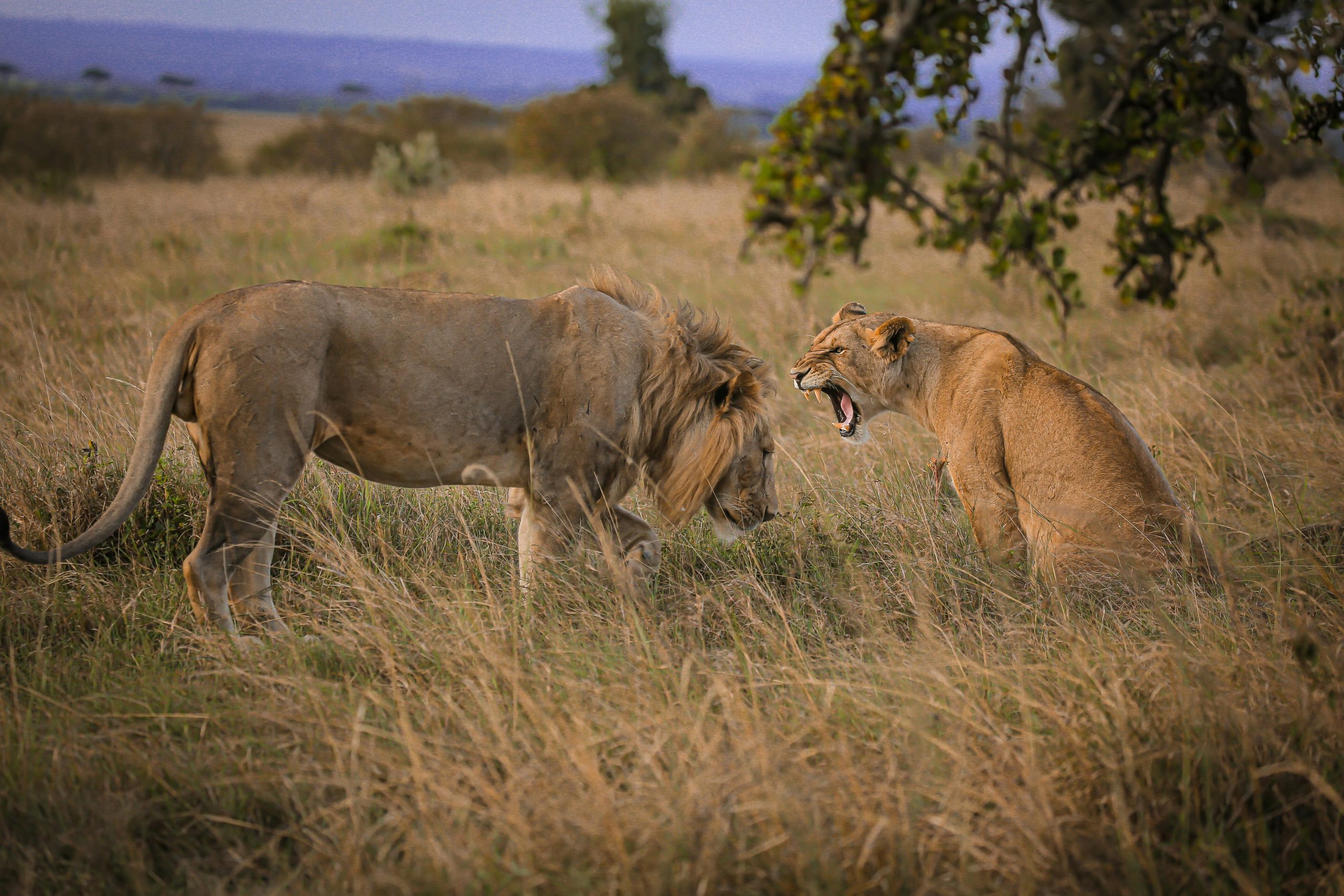 Flying Safaris Kenya